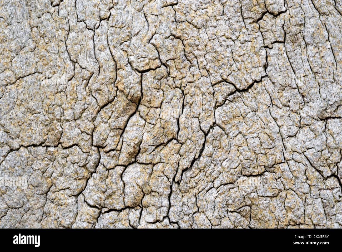A close-up view of a decaying bark revealing patterns and textures of ...