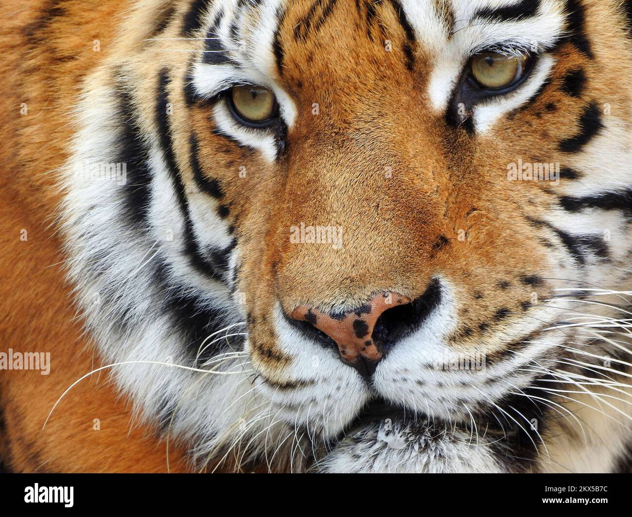 Tiger vienna hi-res stock photography and images - Alamy