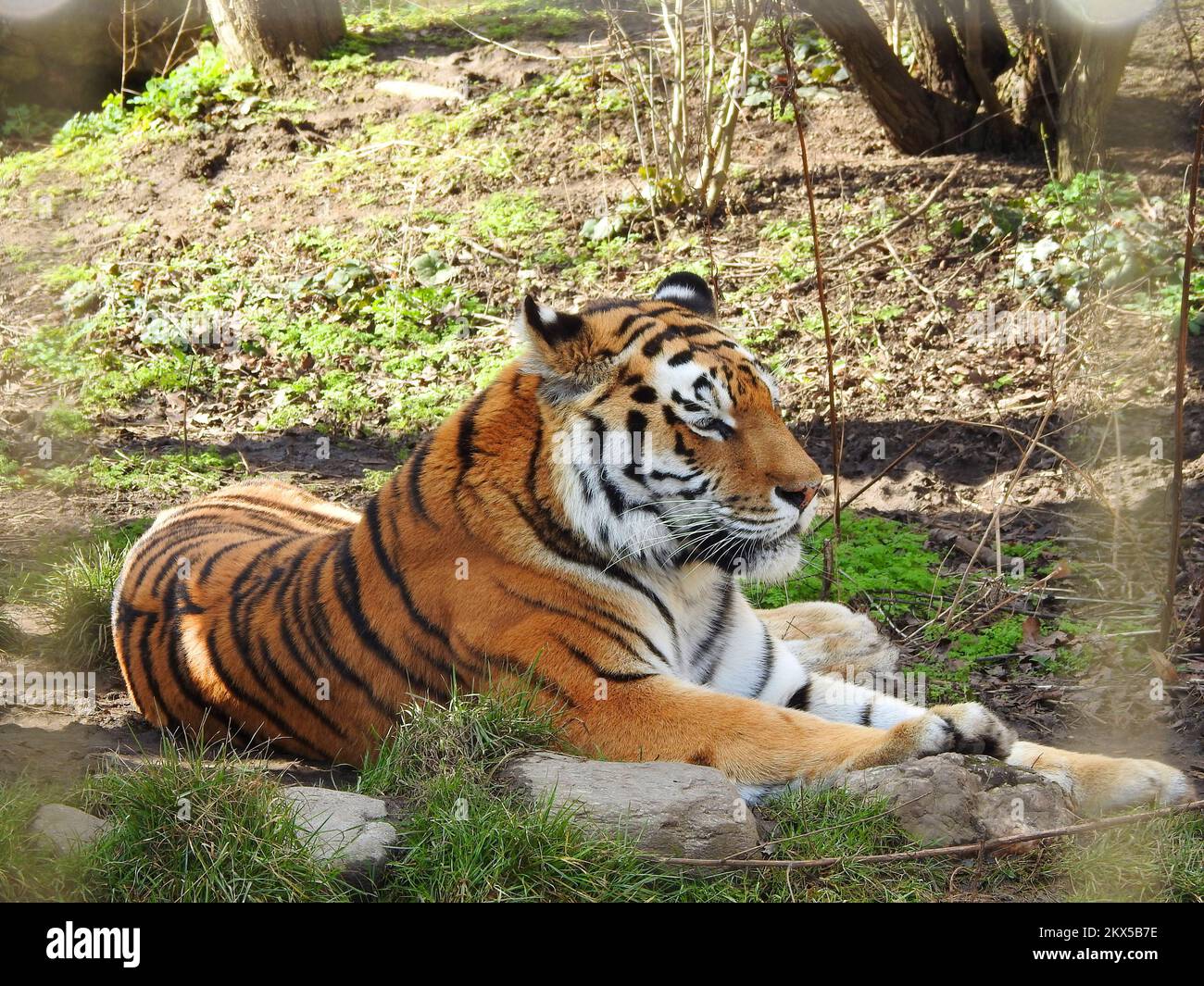 Tiger vienna zoo hi-res stock photography and images - Alamy