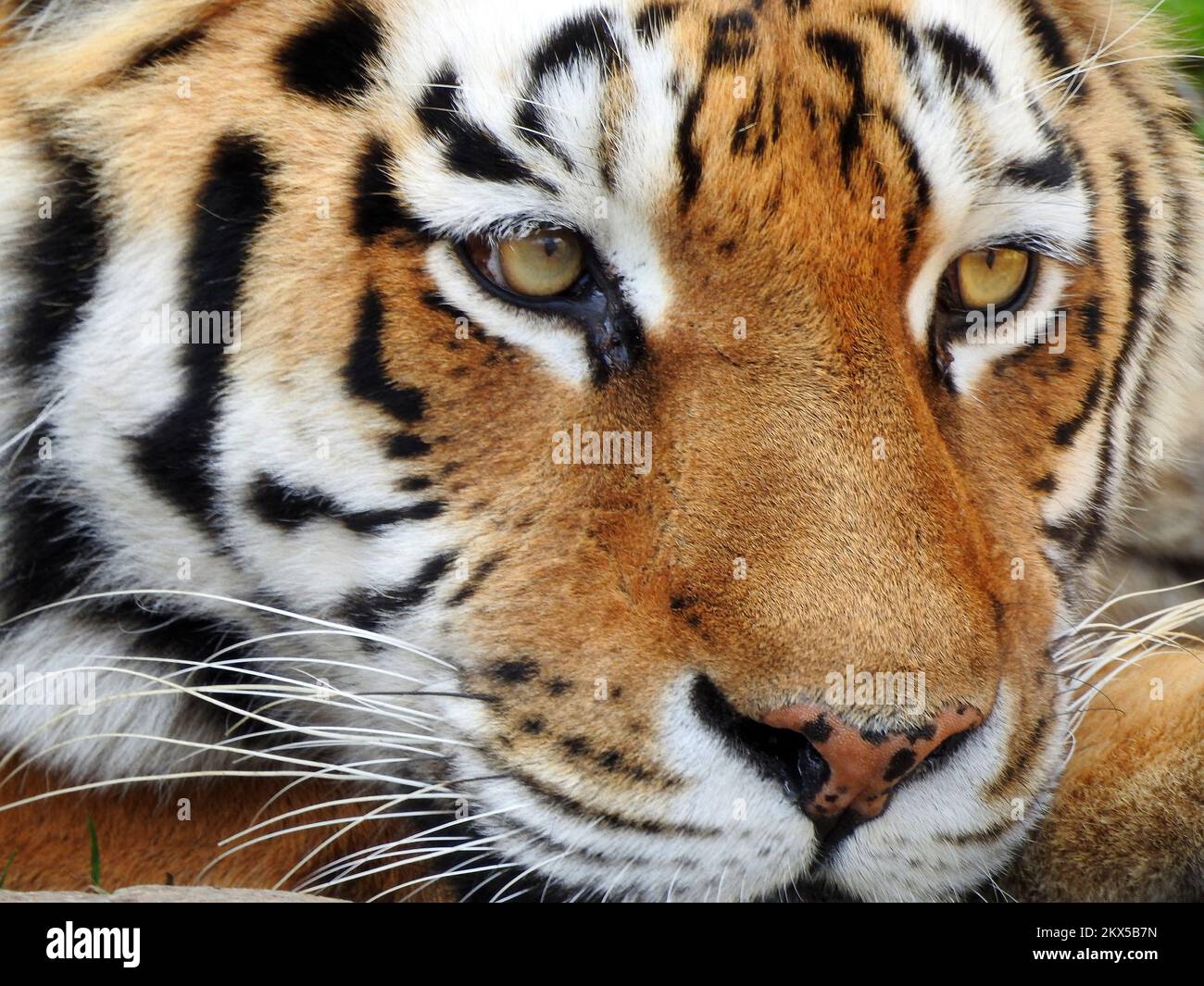 Tiger vienna zoo hi-res stock photography and images - Alamy