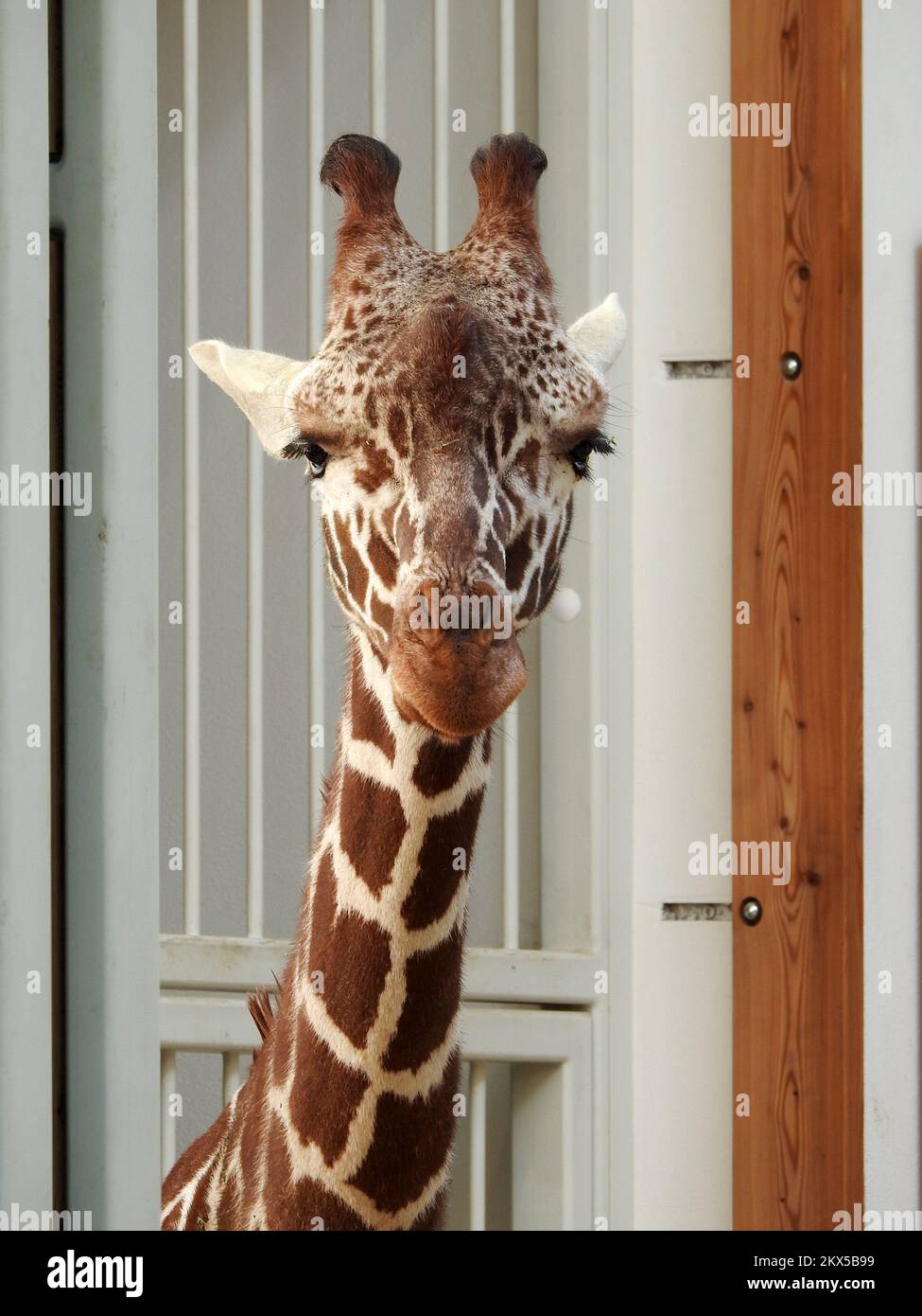 Schönbrunn palace austria zoo hi-res stock photography and images - Alamy