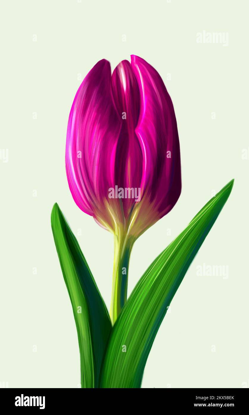 Digital drawing of three tulips Stock Photo - Alamy