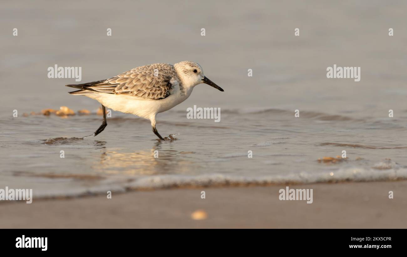 Sanderling (Calidris alba) running along the shore, North Norfolk coast ...