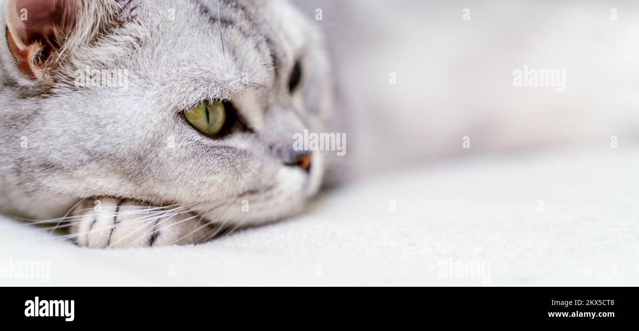 Muzzle cat hi-res stock photography and images - Alamy
