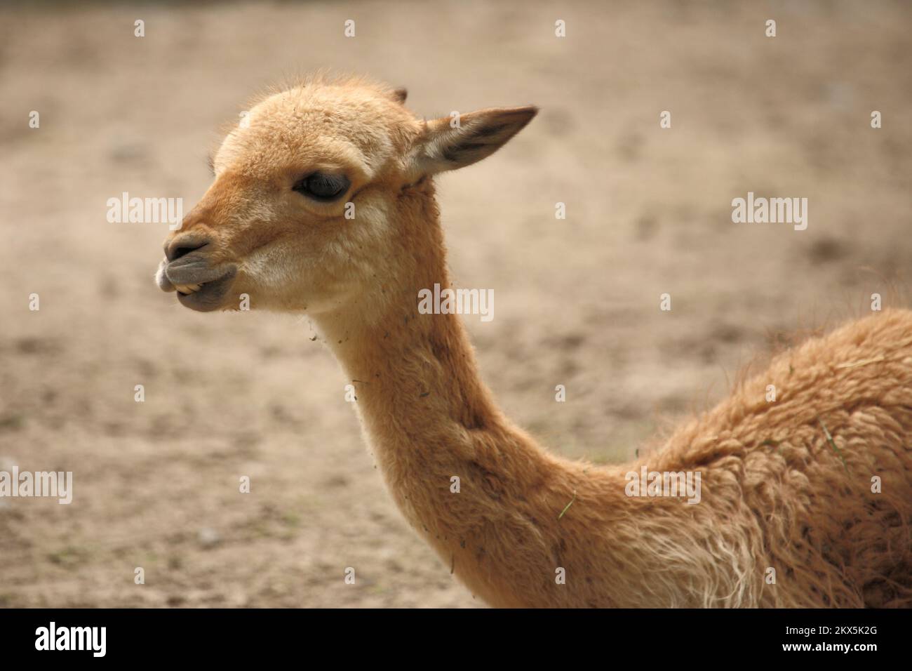 Vikunja / Vicuna / Vicugna vicugna Stock Photo - Alamy