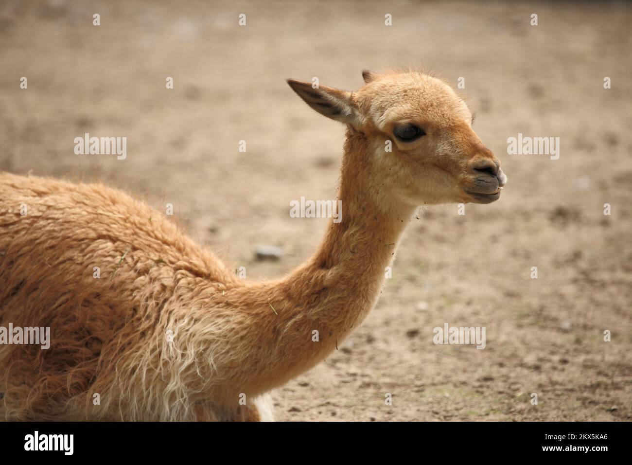 Vikunja / Vicuna / Vicugna vicugna Stock Photo - Alamy