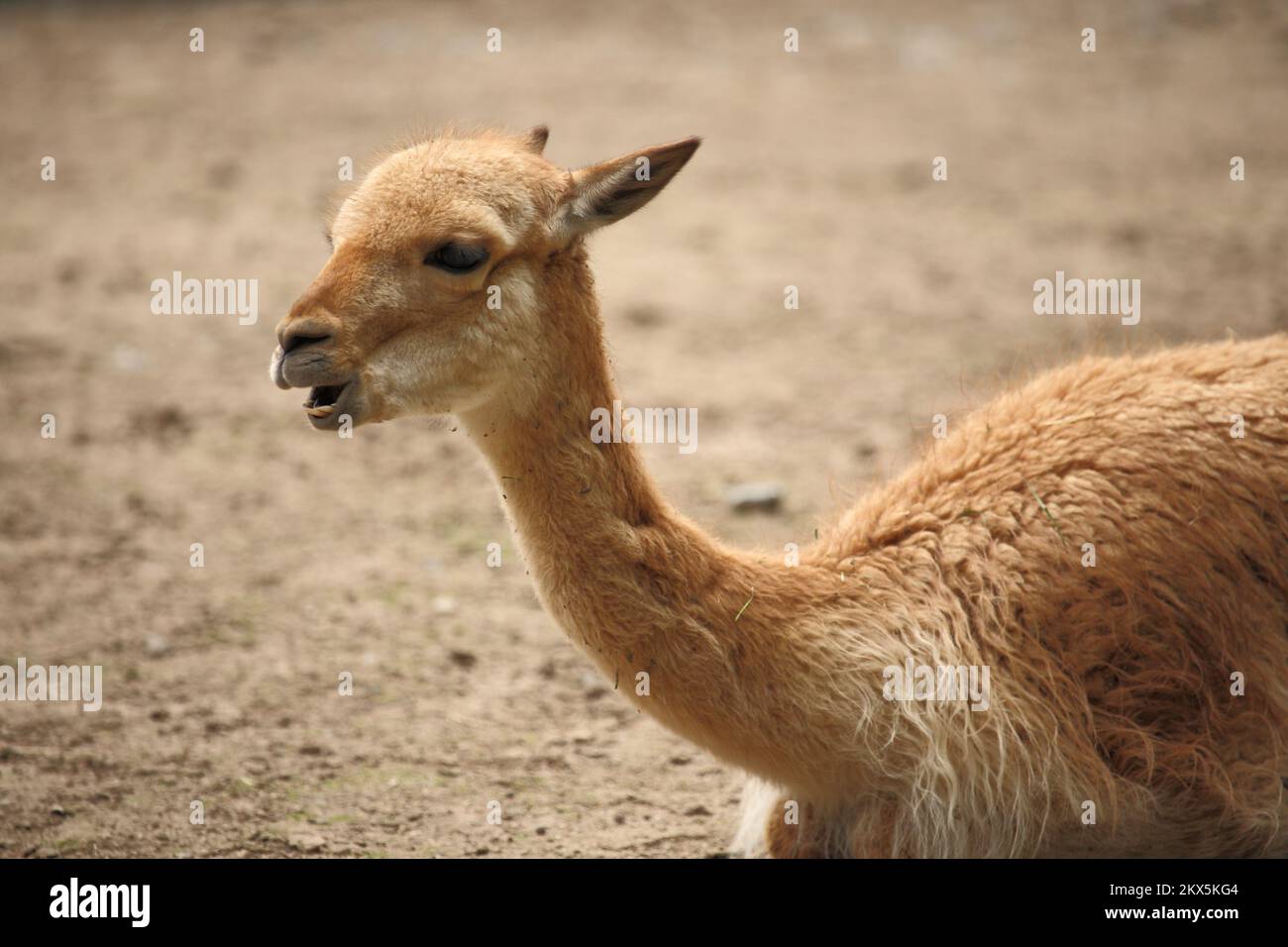 Vikunja / Vicuna / Vicugna vicugna Stock Photo - Alamy