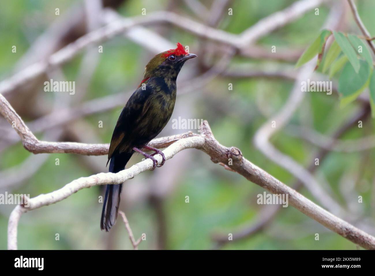 Fauna cerrado hi-res stock photography and images - Alamy
