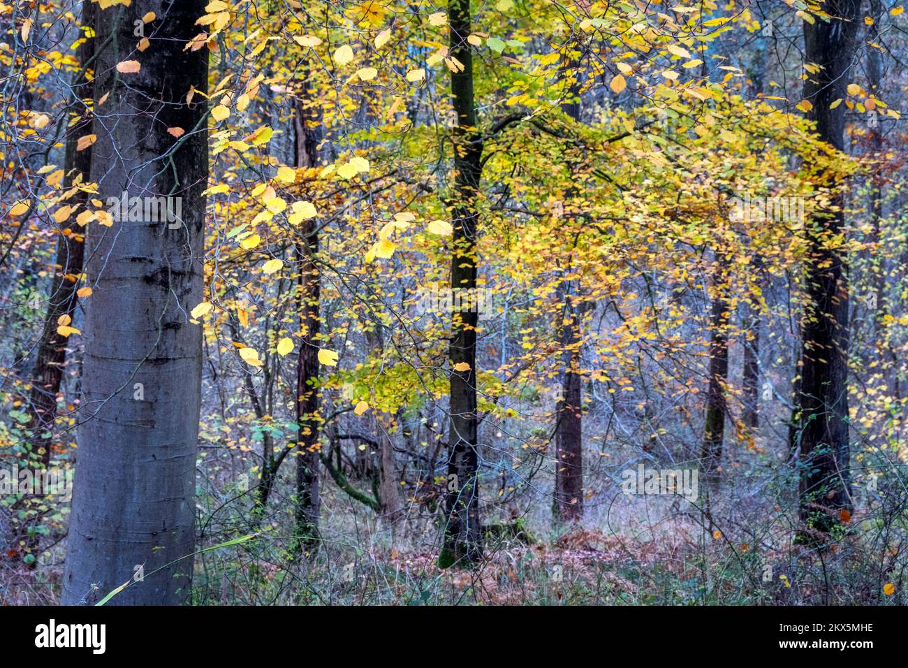 Silver birch seeds hi-res stock photography and images - Alamy
