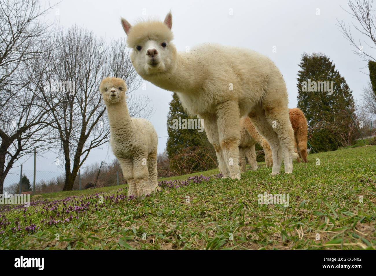 Trojstvo hi-res stock photography and images - Alamy
