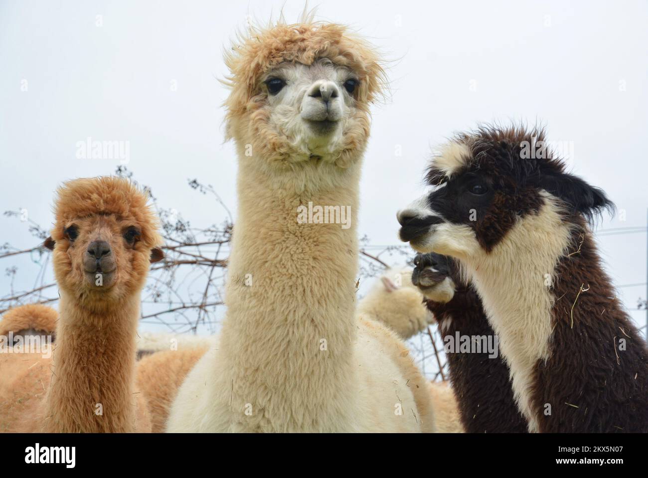 Respected breed hi-res stock photography and images - Alamy