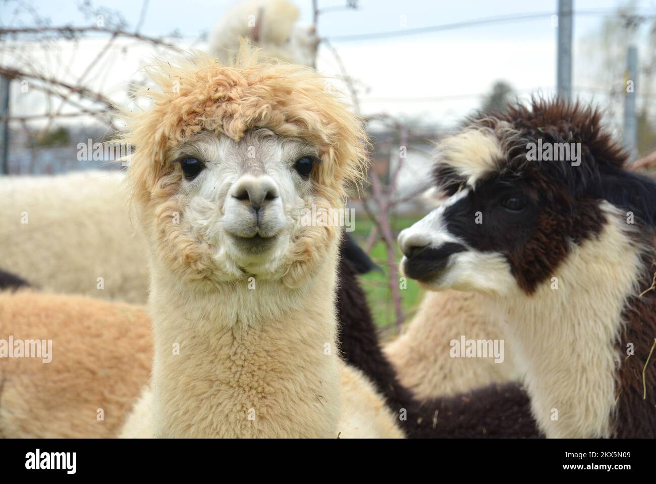 09.04.2018., Veliko Trojstvo -Dejan Jalzabetic was the first to bring ...
