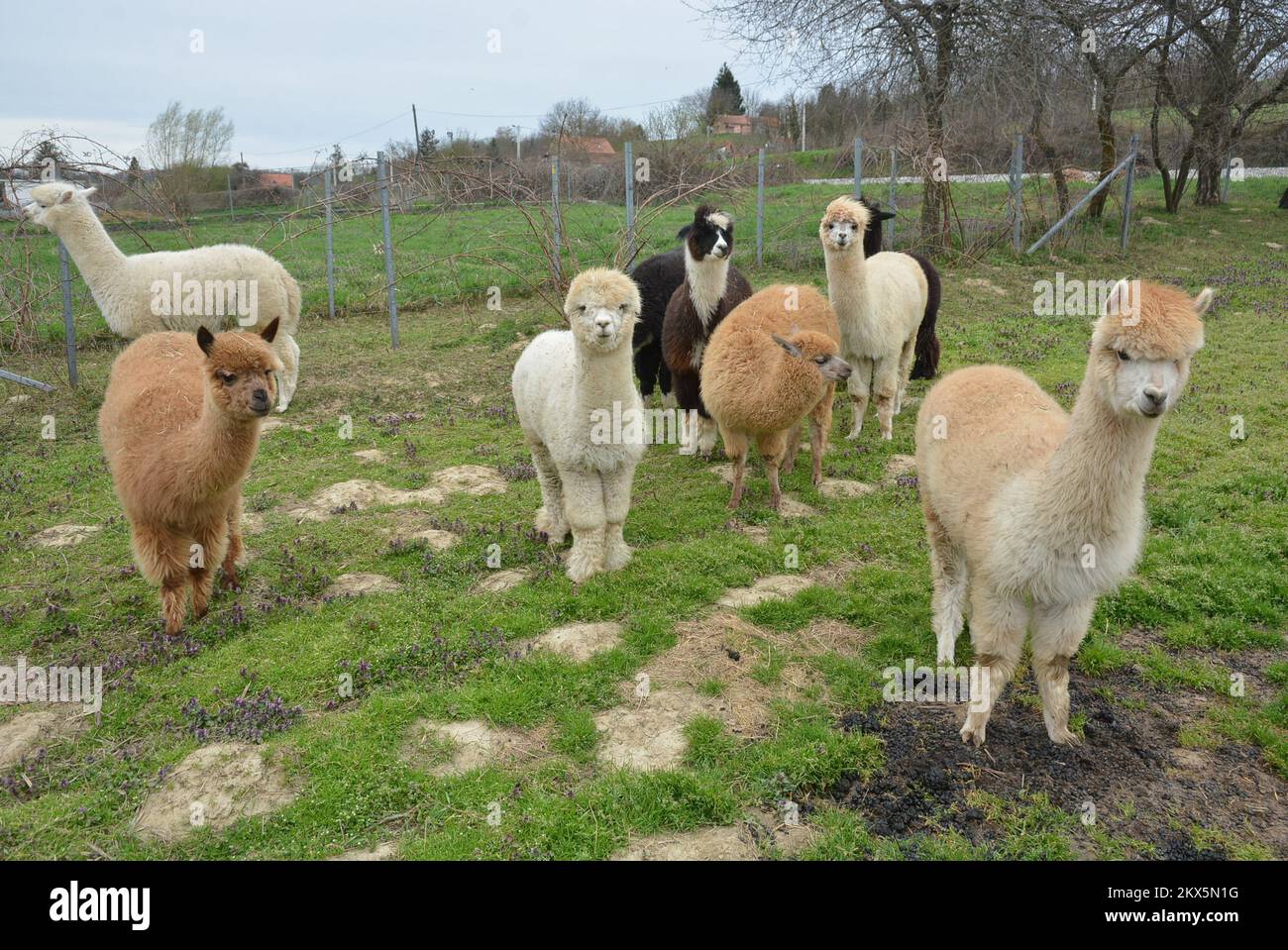 Domesticated species of south american camelid hi-res stock photography ...