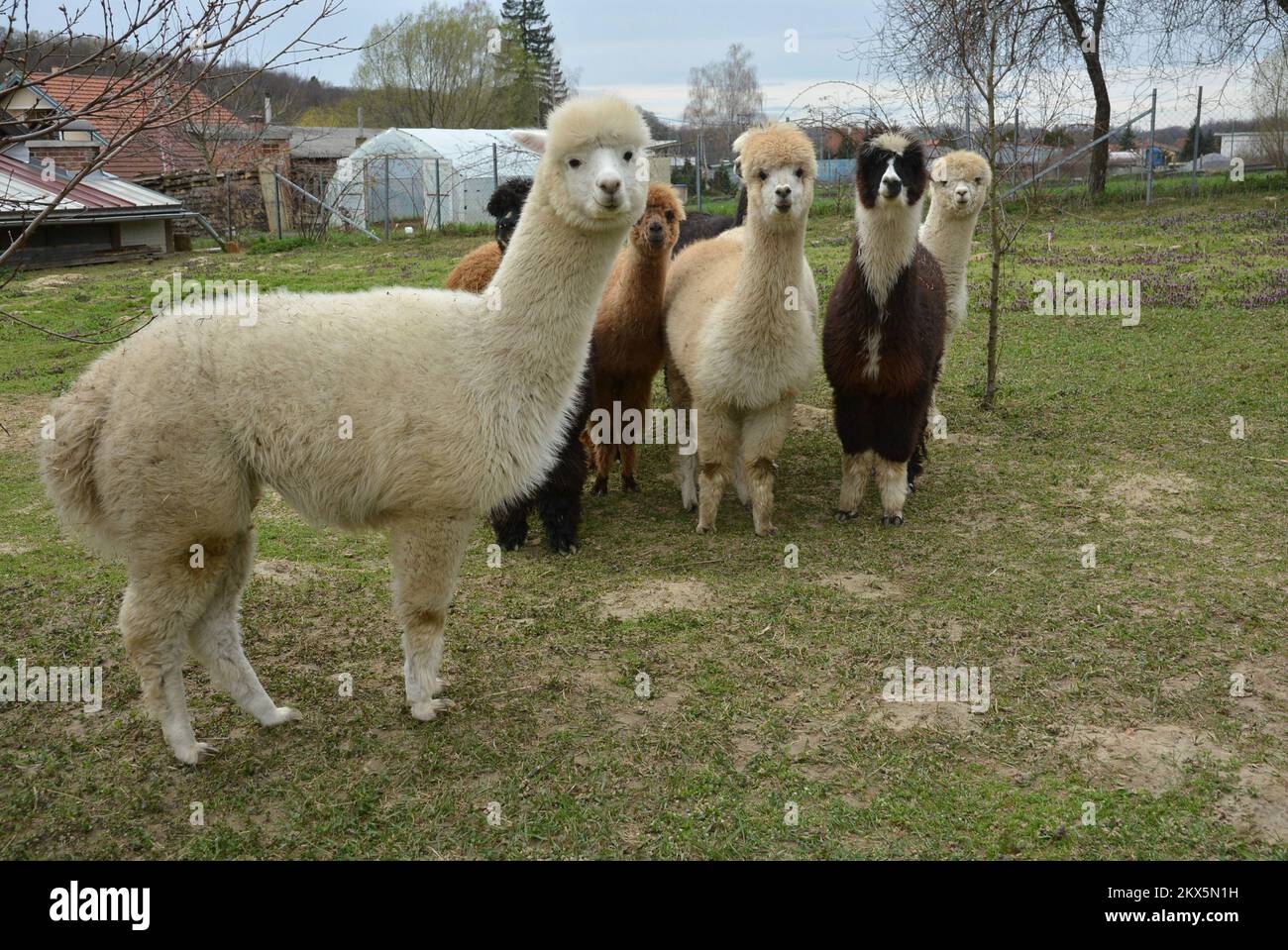 09.04.2018., Veliko Trojstvo -Dejan Jalzabetic was the first to bring ...