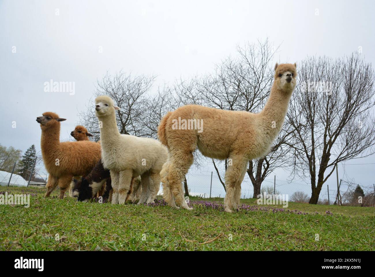 Domesticated species of south american camelid hi-res stock photography ...