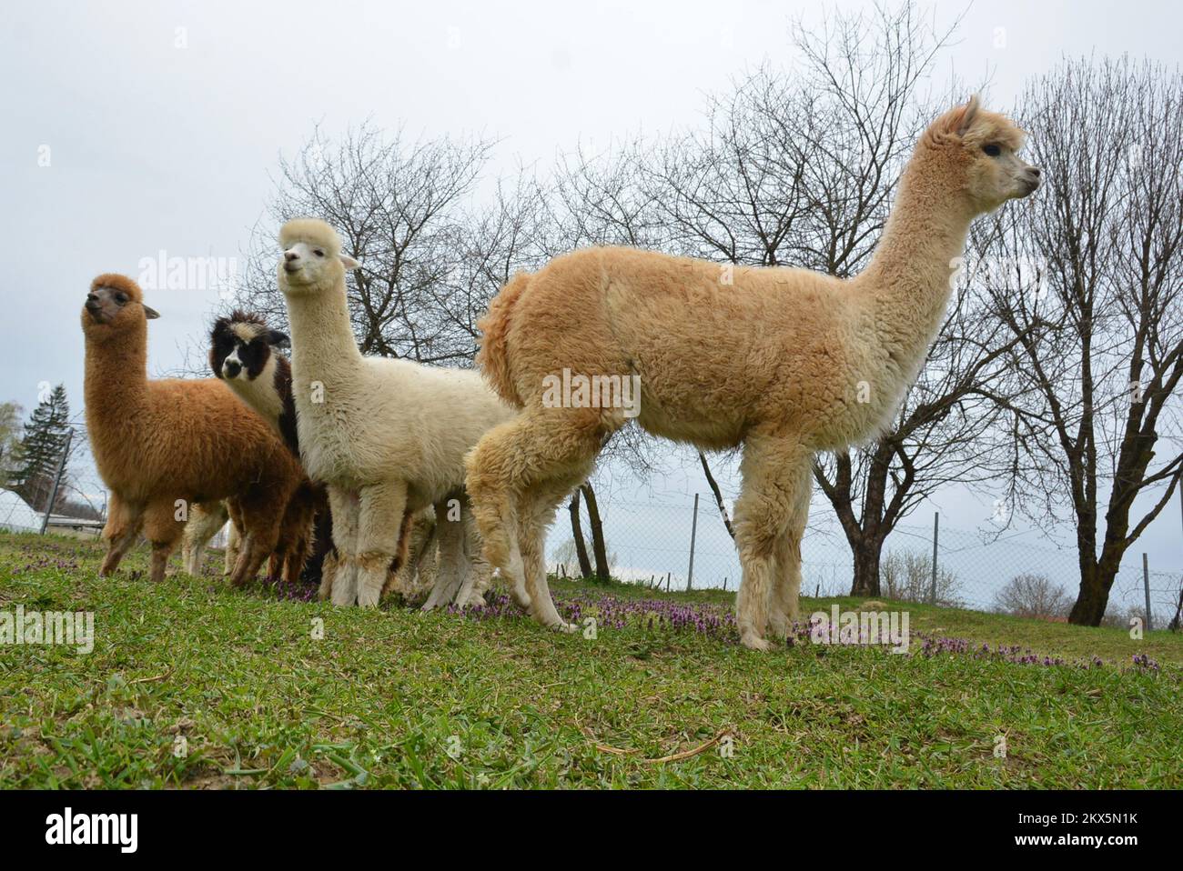 09.04.2018., Veliko Trojstvo -Dejan Jalzabetic was the first to bring ...
