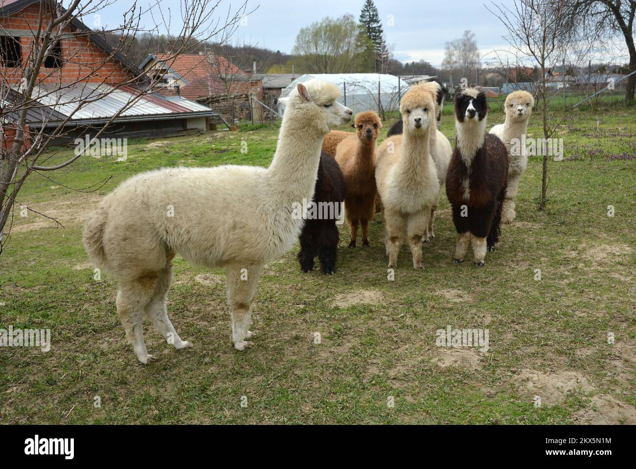 Ancestor of domesticated alpacas hi-res stock photography and images ...