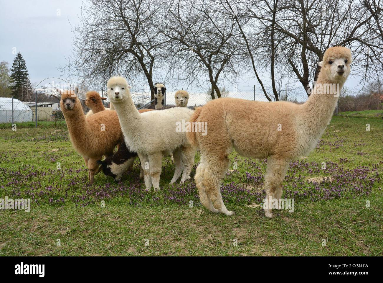 Ancestor of domesticated alpacas hi-res stock photography and images ...