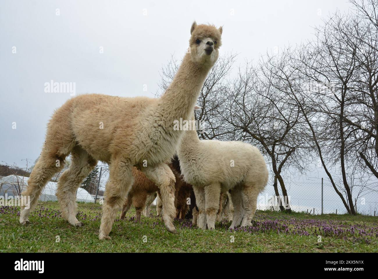 Ancestor of domesticated alpacas hi-res stock photography and images ...