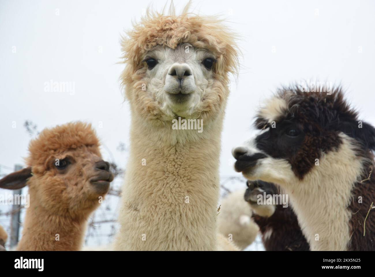 Domesticated species of south american camelid hi-res stock photography ...