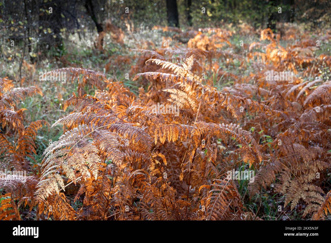 Bark path ferns hi-res stock photography and images - Alamy