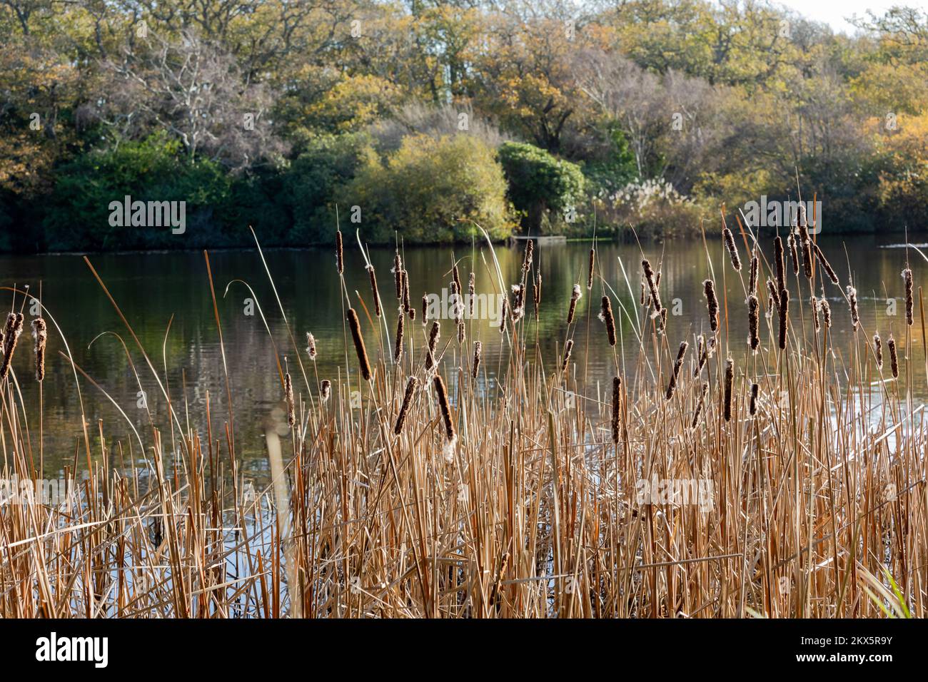 Reeds growing edge water hi-res stock photography and images - Alamy