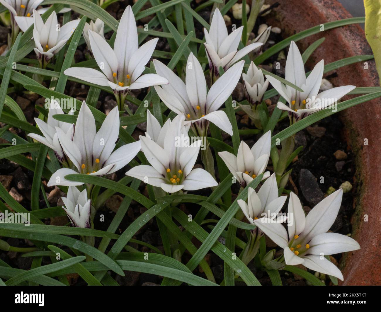 A close up of a group of white starry flowers of Ipheion sessile Stock ...