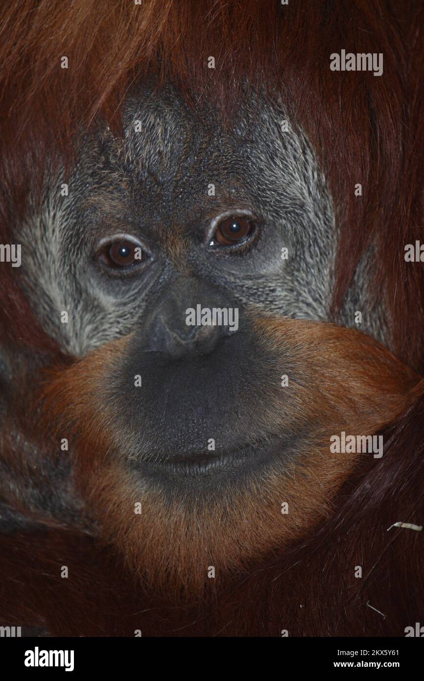 Sumatra orang utane hi-res stock photography and images - Alamy
