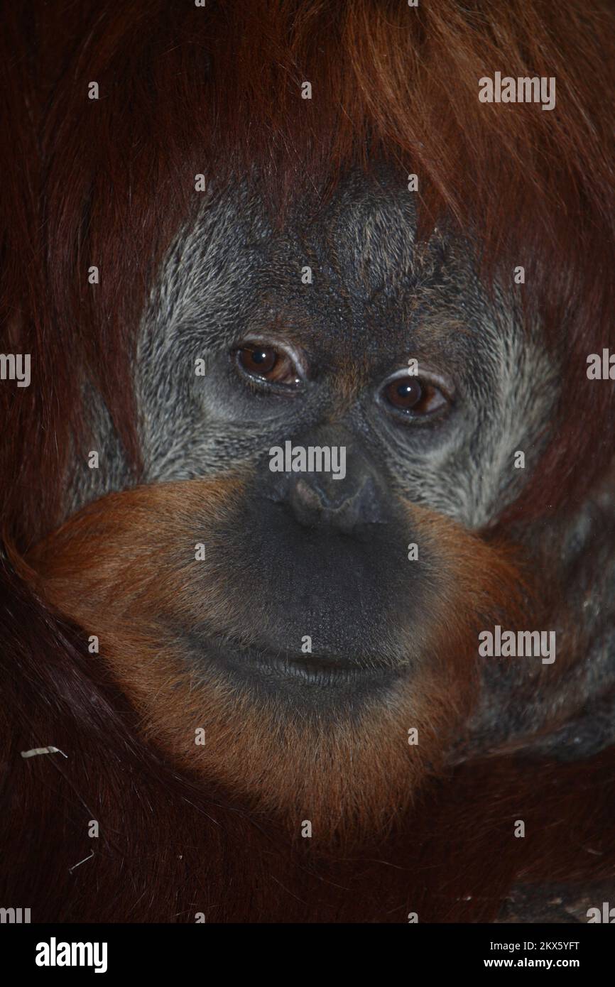 Sumatra orang utane hi-res stock photography and images - Alamy