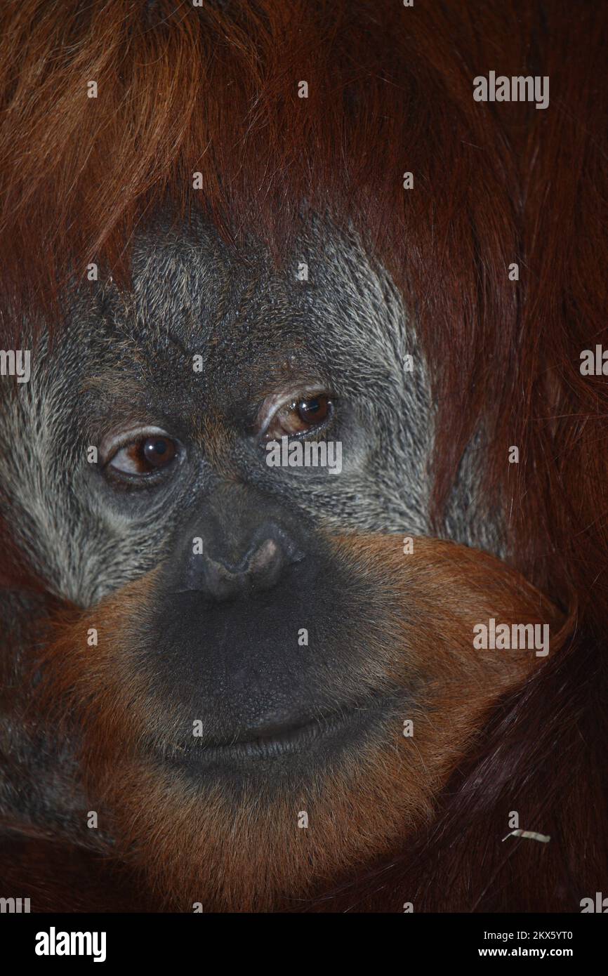 Sumatra orang utane hi-res stock photography and images - Alamy