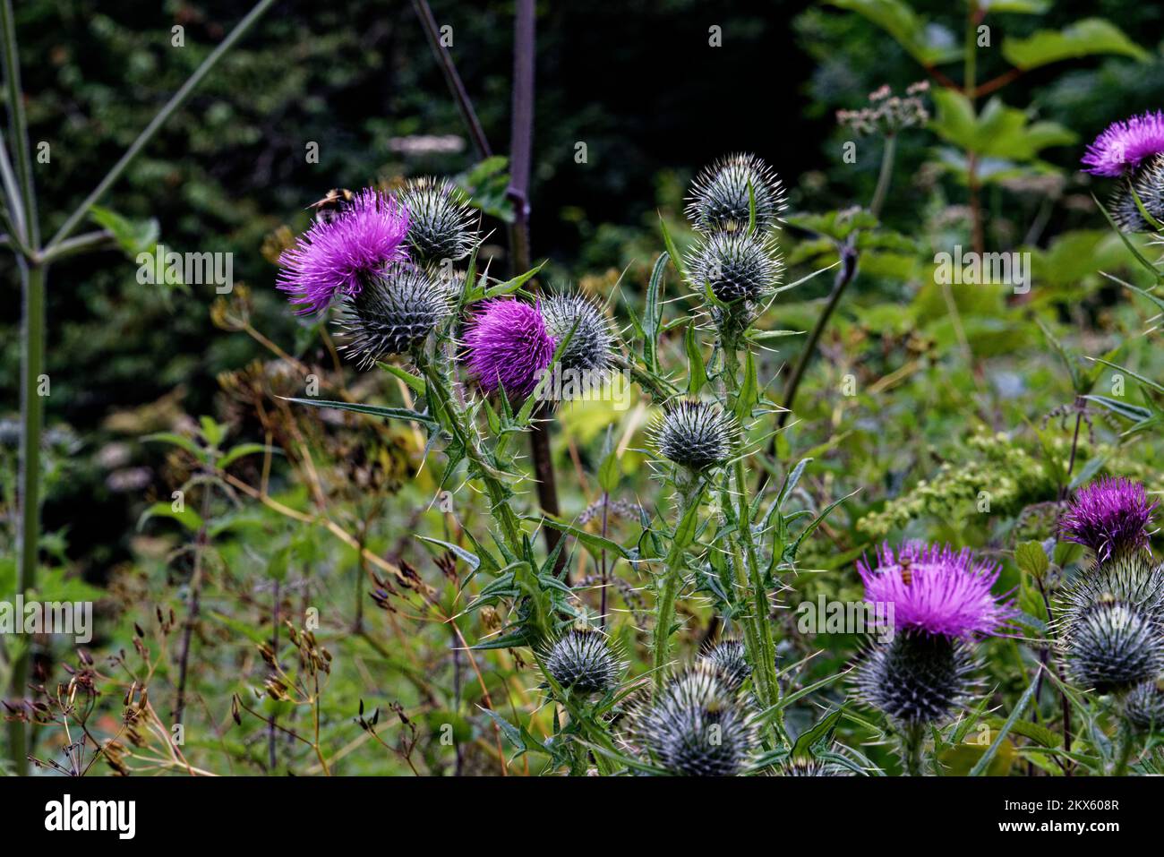 Flowering Thistle heads Stock Photo - Alamy