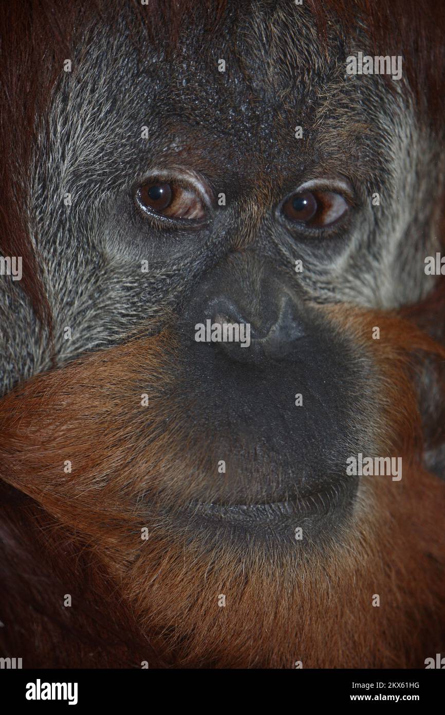 Sumatra orang utane hi-res stock photography and images - Alamy
