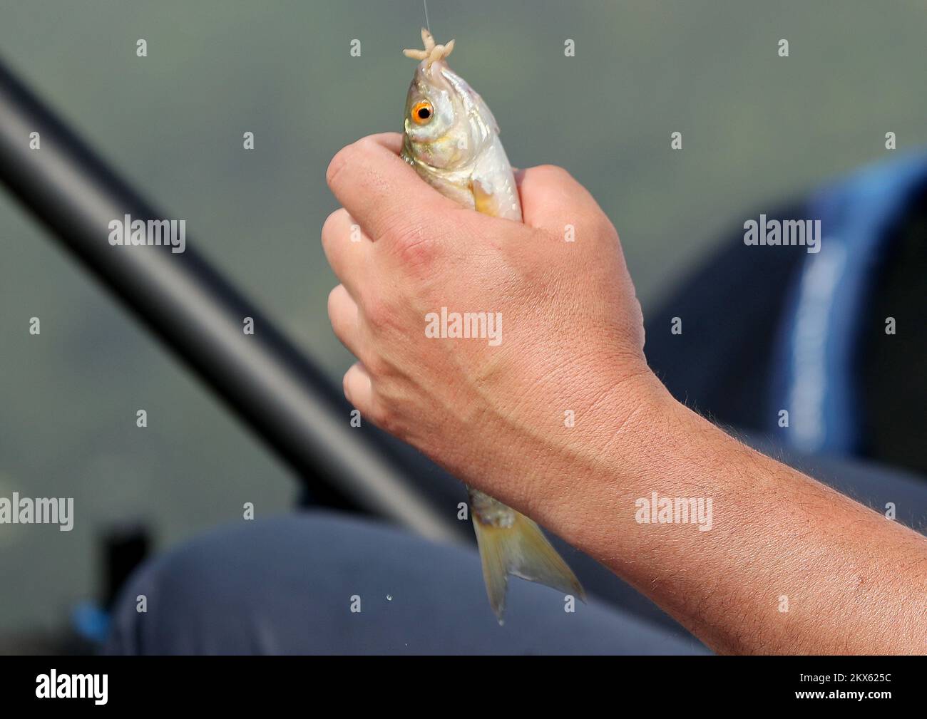 Ribicija hi-res stock photography and images - Alamy