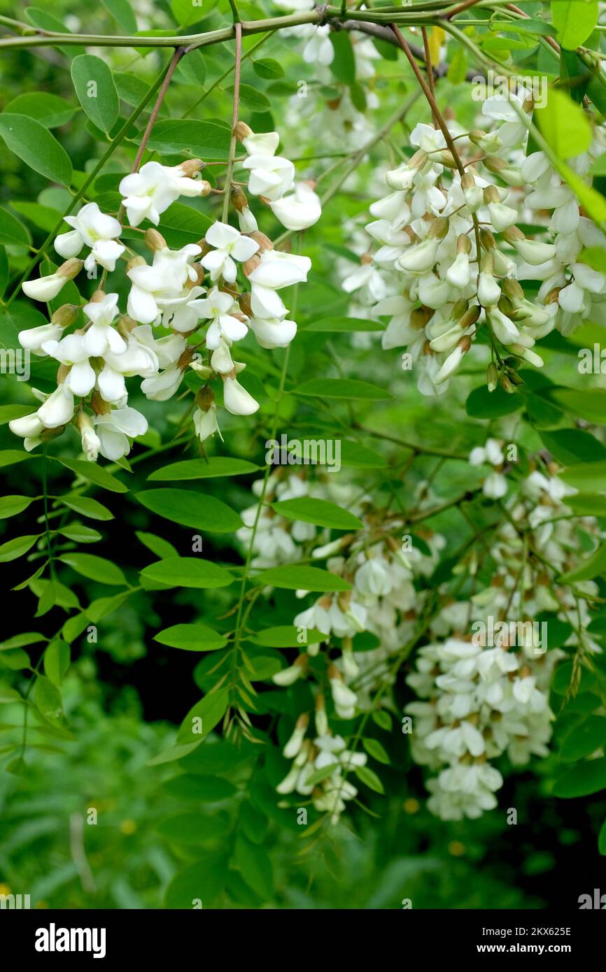 06.05.2018., Zagreb - Acacia in blooming Photo: Patrik Macek/PIXSELL ...