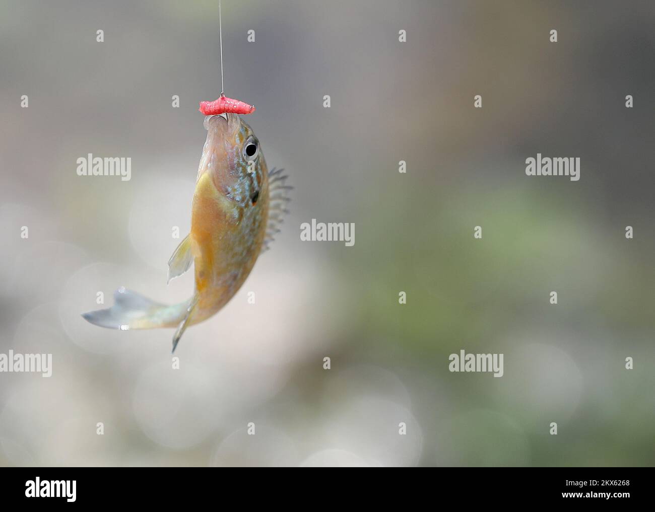 06.05.2018., Zagreb, SRC Jarun - Championship of the City of Zagreb in ...