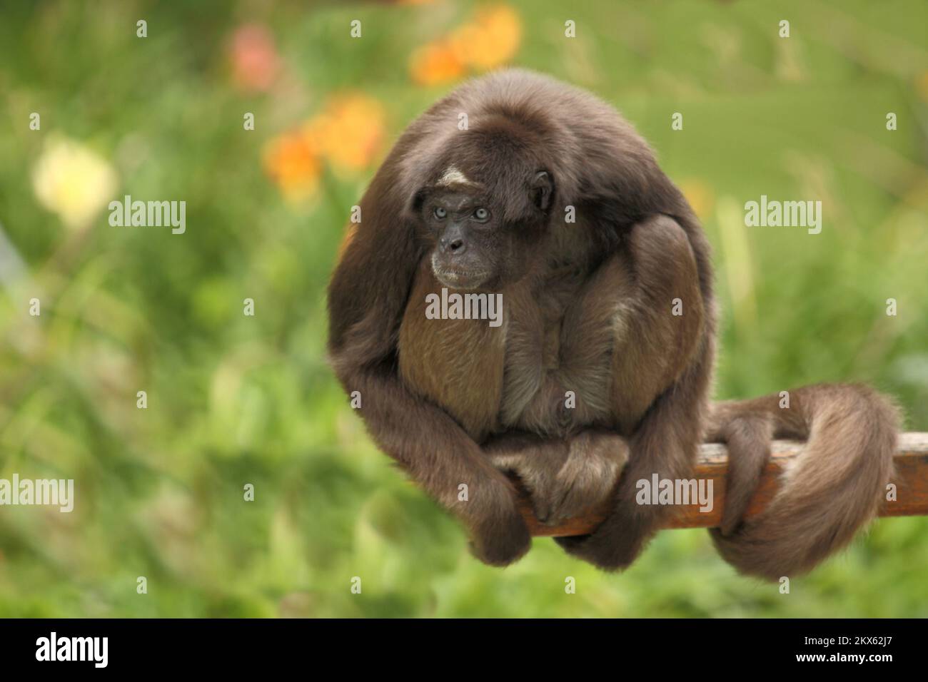 Marimonda spider monkeys hi-res stock photography and images - Alamy