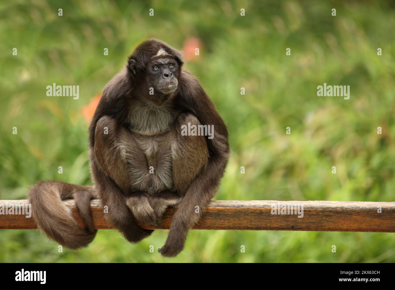 Marimonda spider monkey hi-res stock photography and images - Alamy
