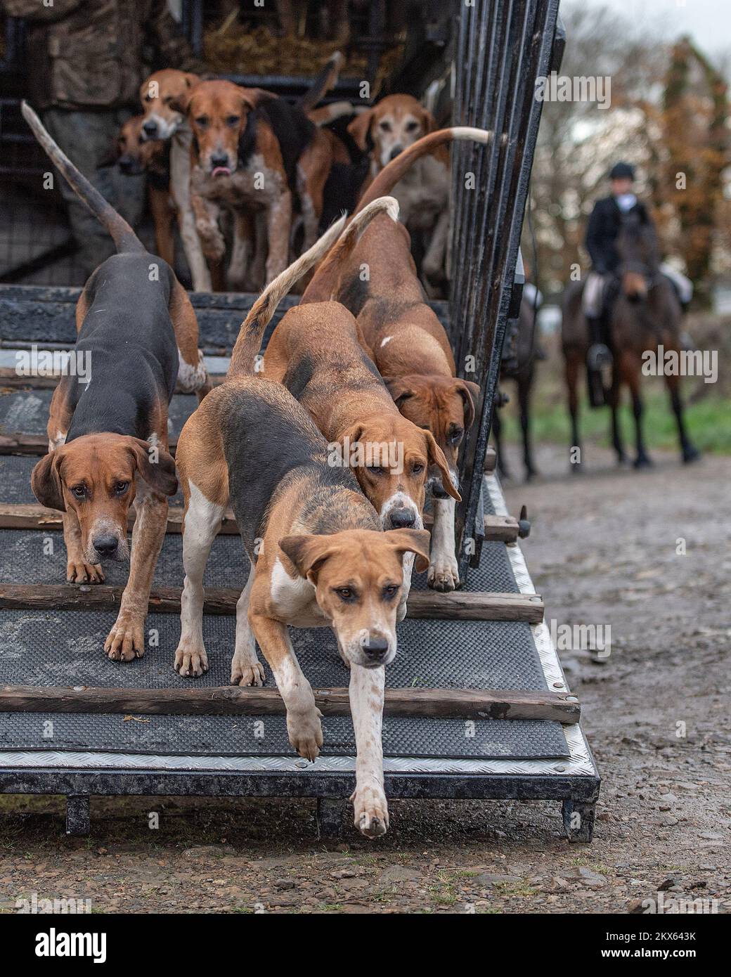 Pack of foxhounds unboxing from horsebox Stock Photo - Alamy
