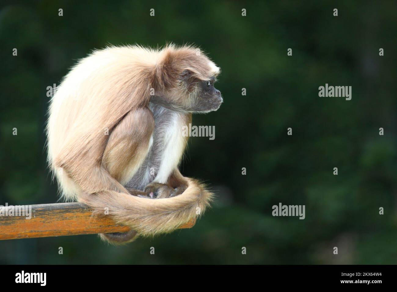 Marimonda spider monkeys hi-res stock photography and images - Alamy