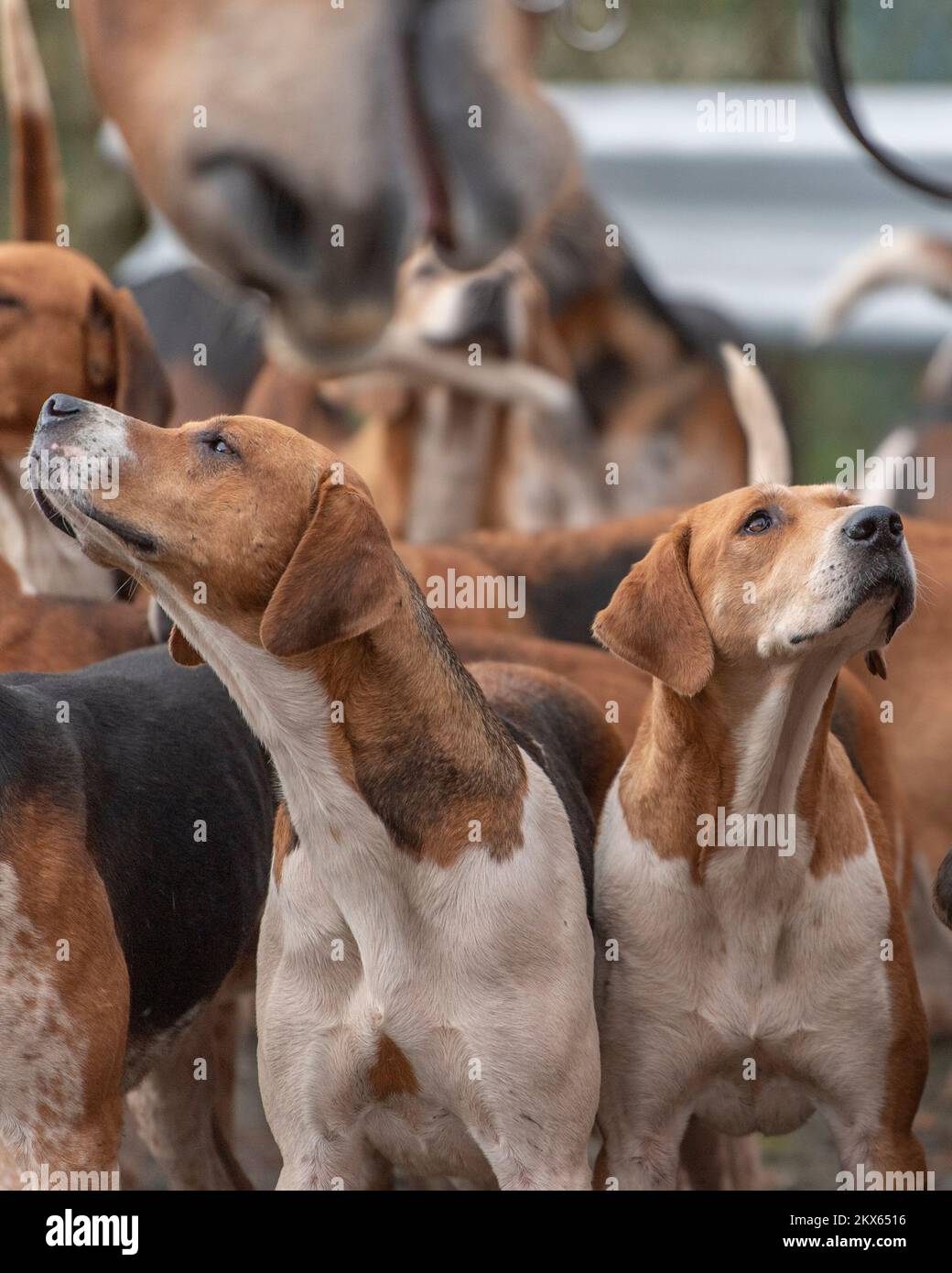 English Foxhounds and a horse Stock Photo - Alamy
