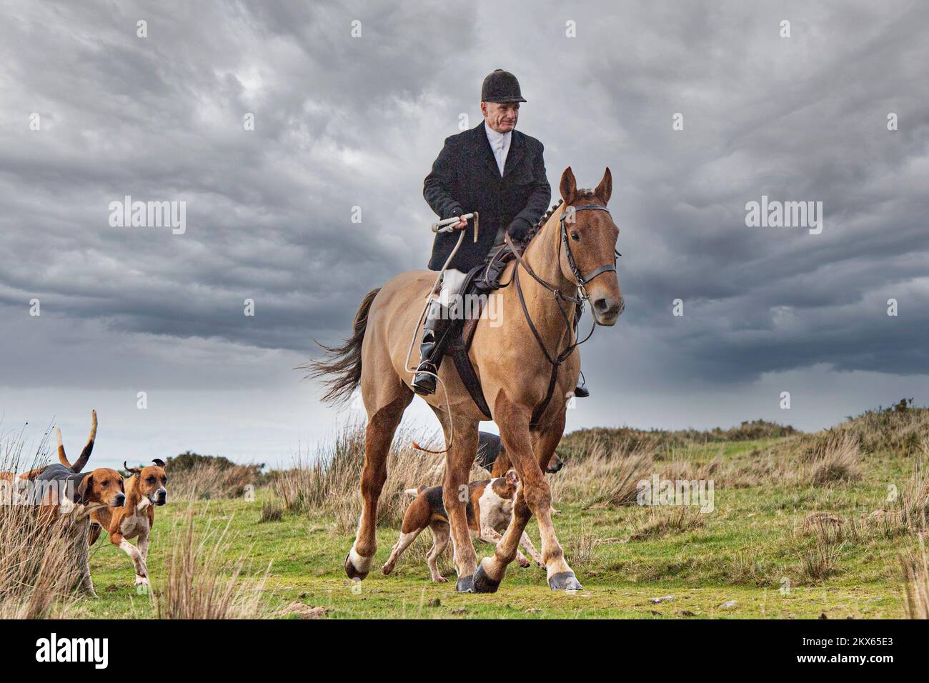huntsman on horse, with foxhounds Stock Photo - Alamy
