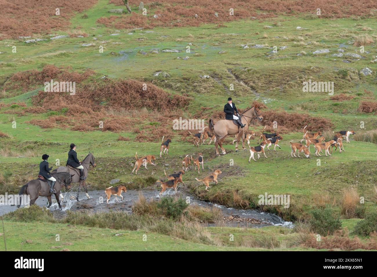 Trail hunting on Dartmoor, UK Stock Photo - Alamy