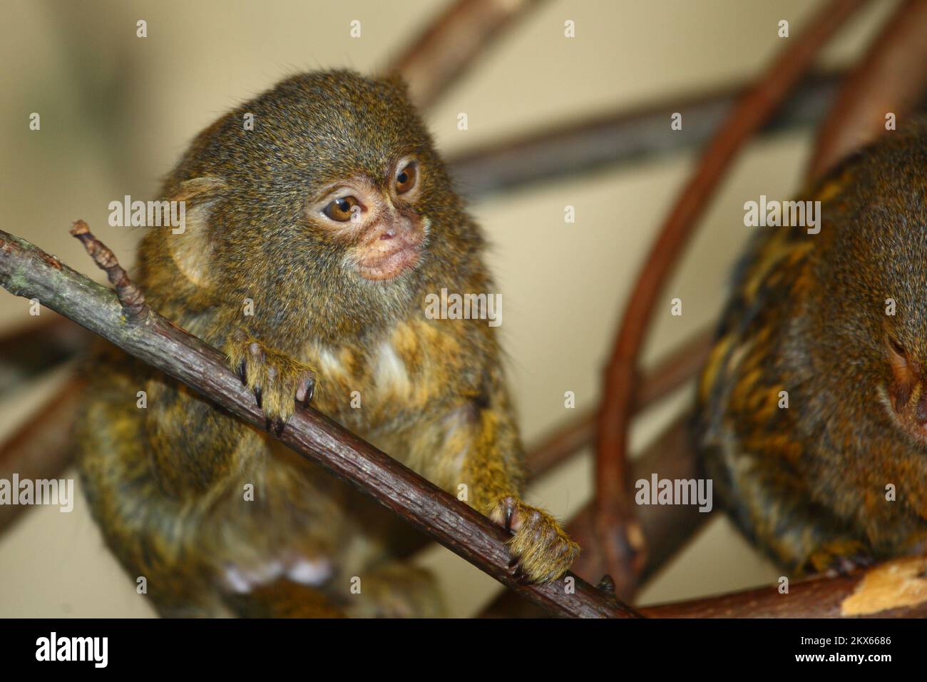 Zwergseidenäffchen / Pygmy marmoset / Cebuella pygmaea - Callithrix ...