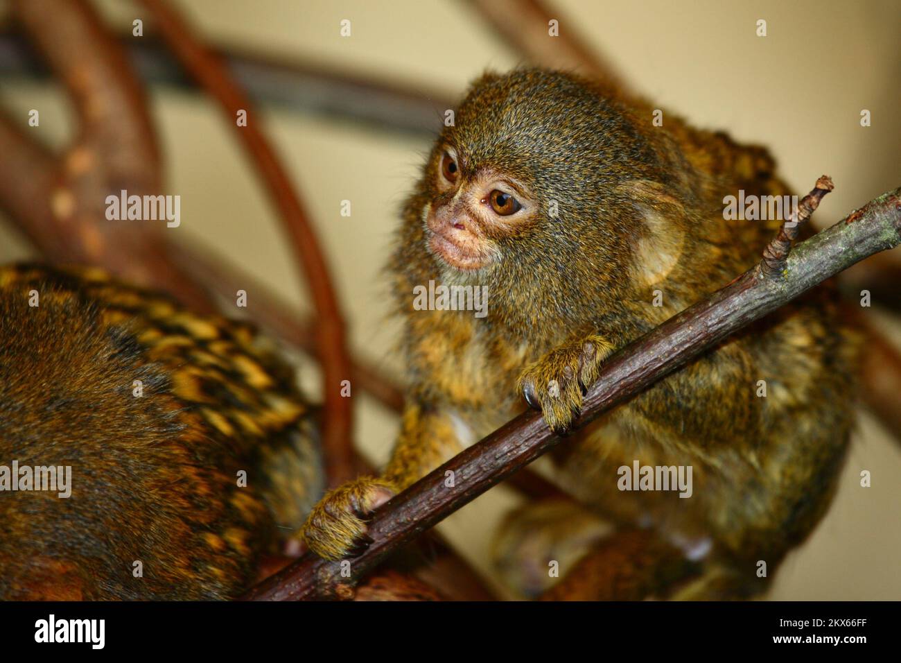 Zwergseidenäffchen / Pygmy marmoset / Cebuella pygmaea - Callithrix ...