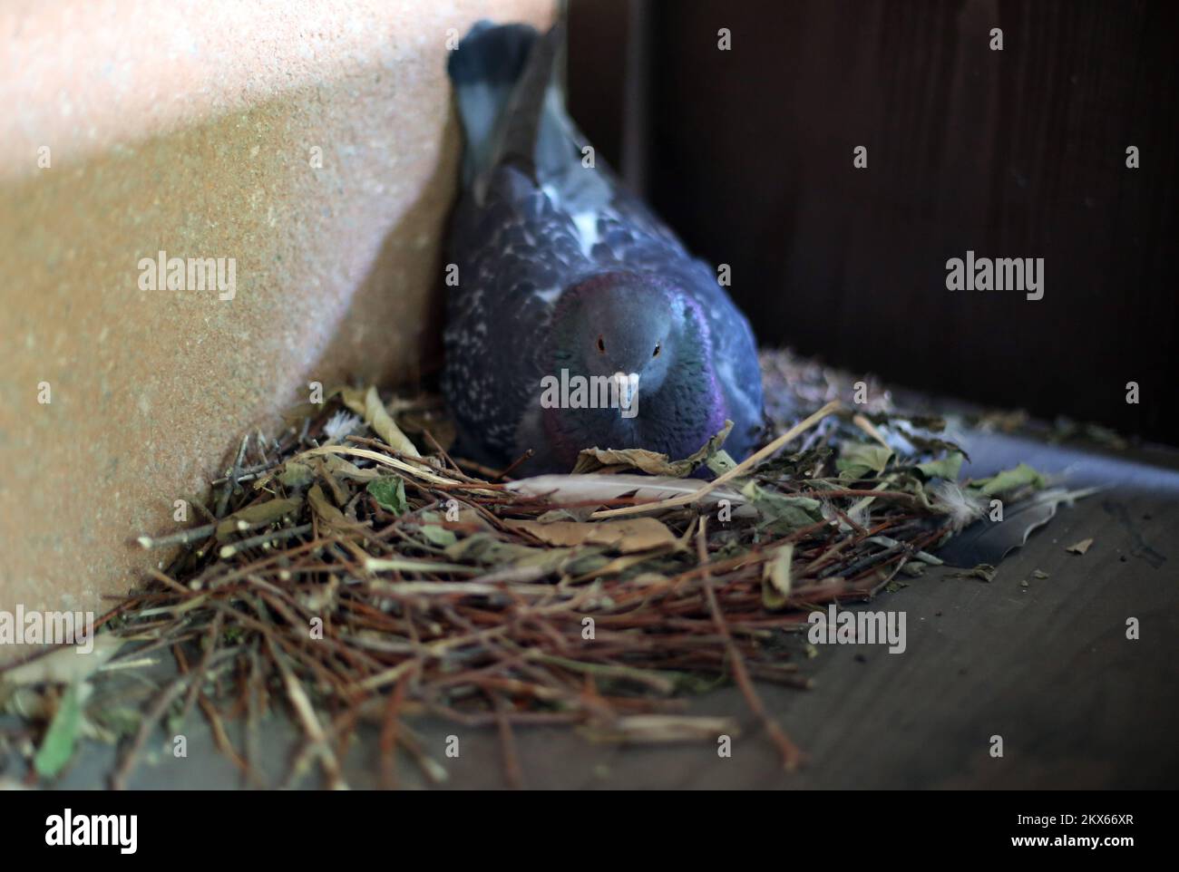 21.05.2018., Rijeka - Pigeon in the nest built on the balcony of the ...