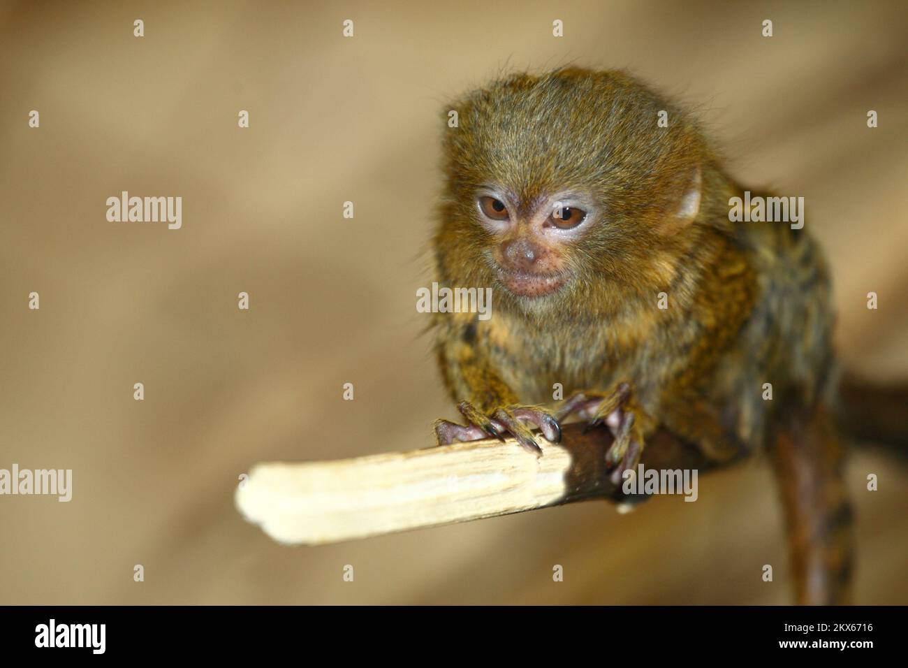Zwergseidenäffchen / Pygmy marmoset / Cebuella pygmaea - Callithrix ...