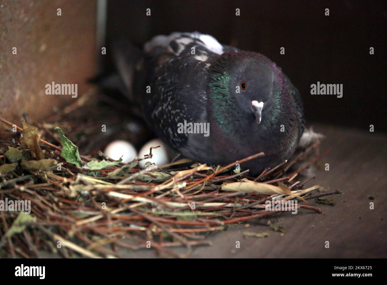 21.05.2018., Rijeka - Pigeon in the nest built on the balcony of the ...