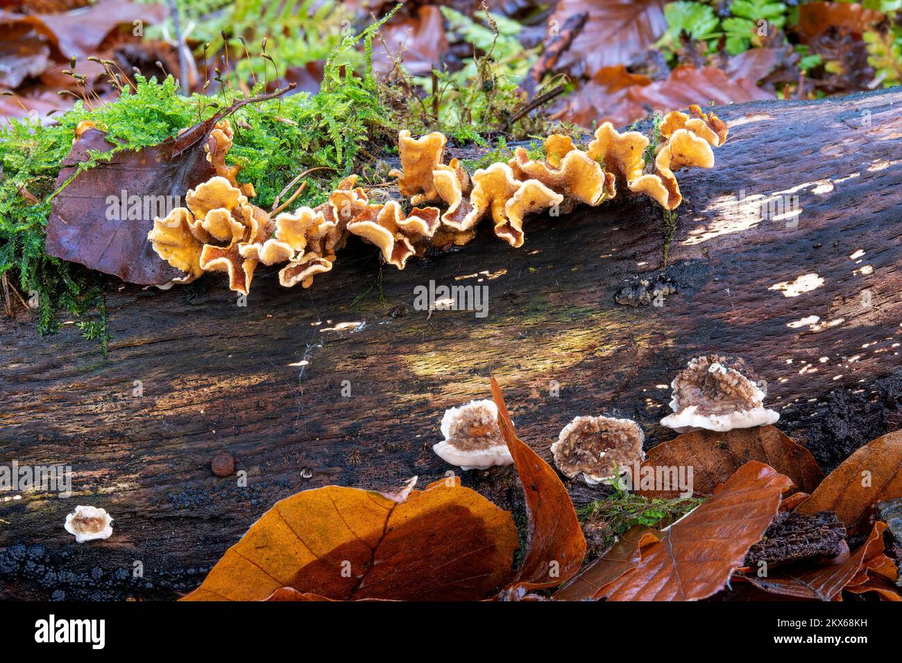 Bracket fungi on a rotting log, Beacon Wood, Penrith, Cumbria, UK Stock ...