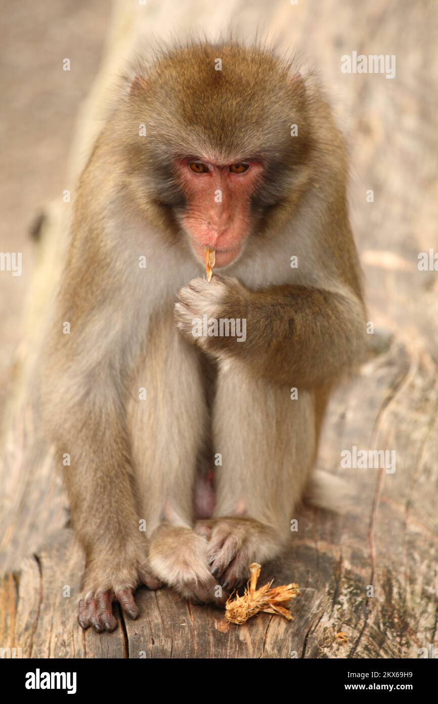 Rotgesichtsmakake oder Japanmakak / Japanese macaque or Snow monkey ...