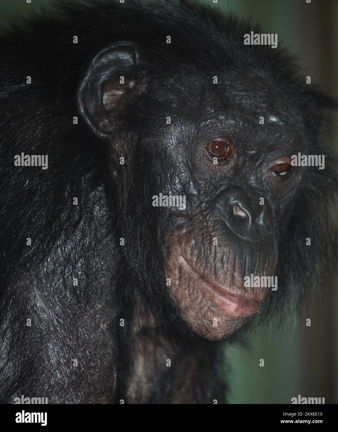 Bonobo oder Zwergschimpanse / Pygmy chimpanzee / Pan paniscus Stock ...